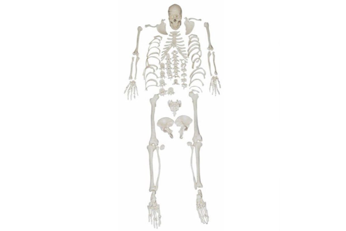 Skeleton Archives - Kerroscale